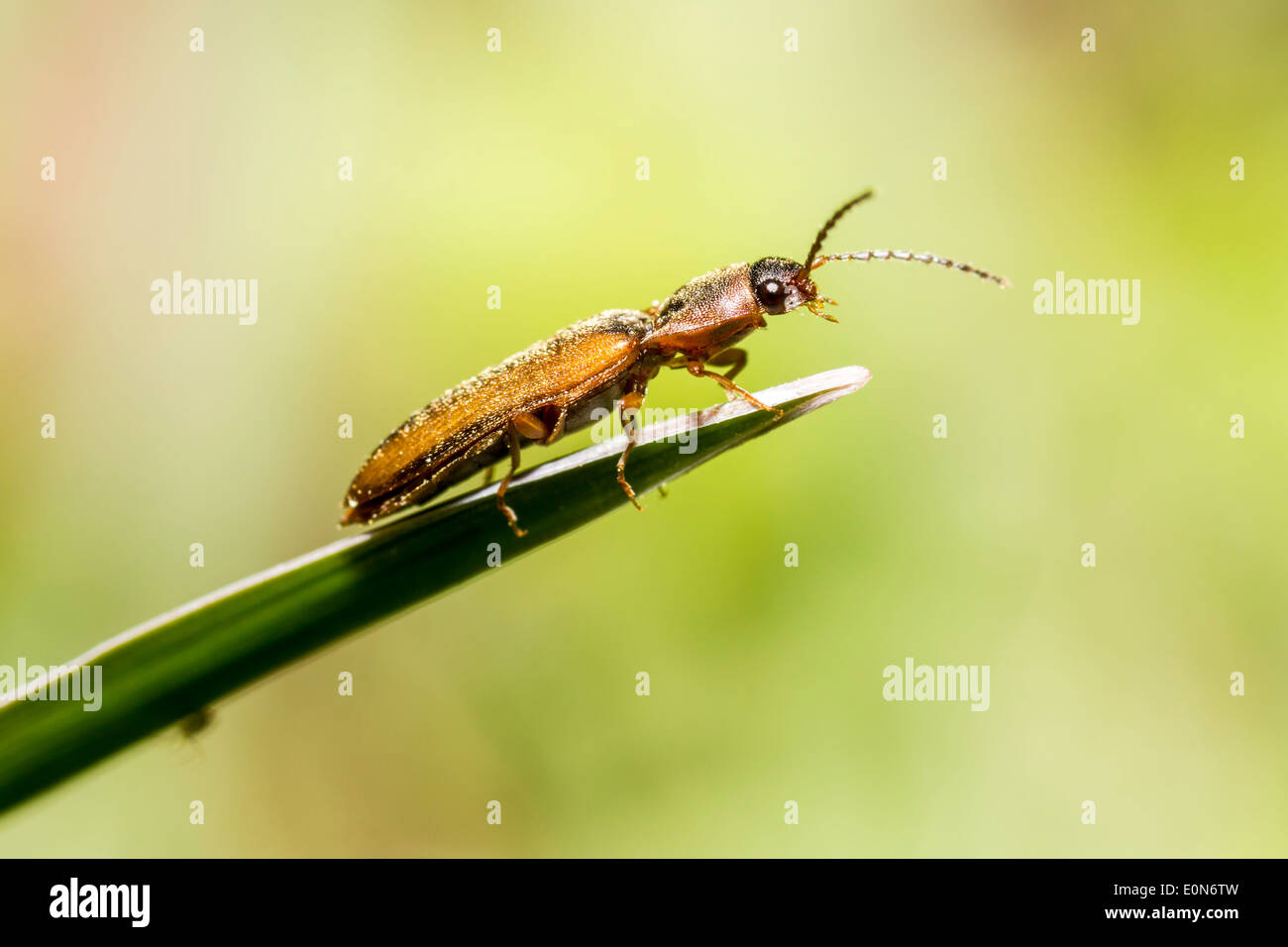 Portrait of a bug Stock Photo - Alamy