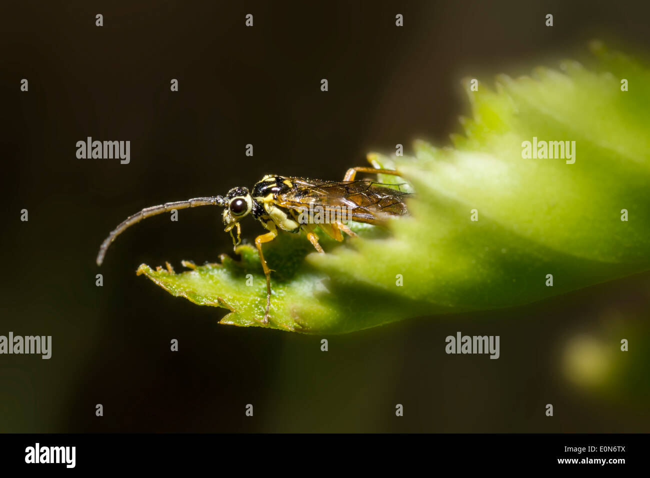 Portrait of a bug Stock Photo - Alamy