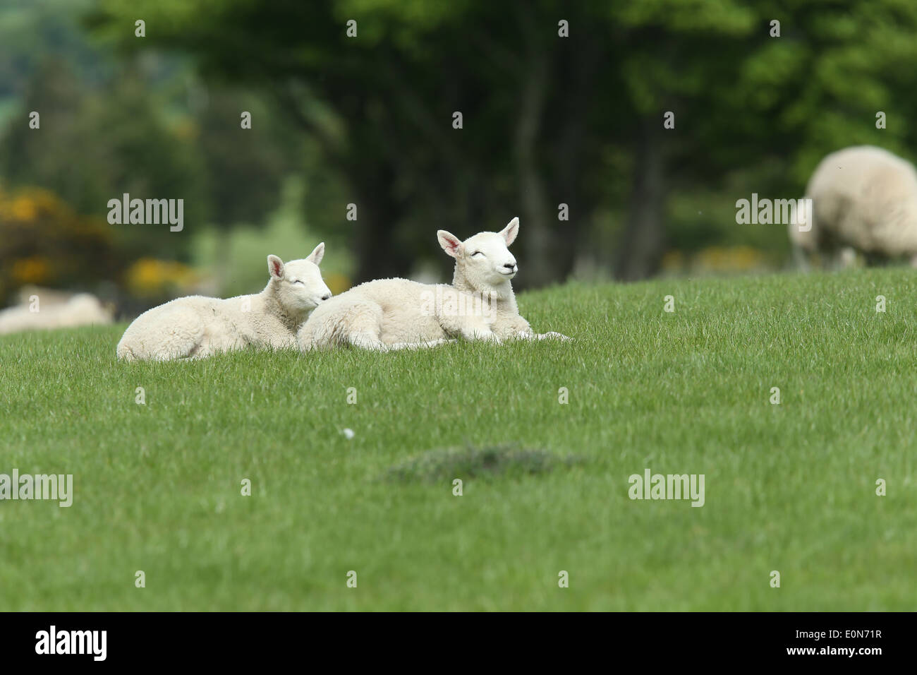 Image of lamb in a field in County Wicklow, Ireland during the spring ...