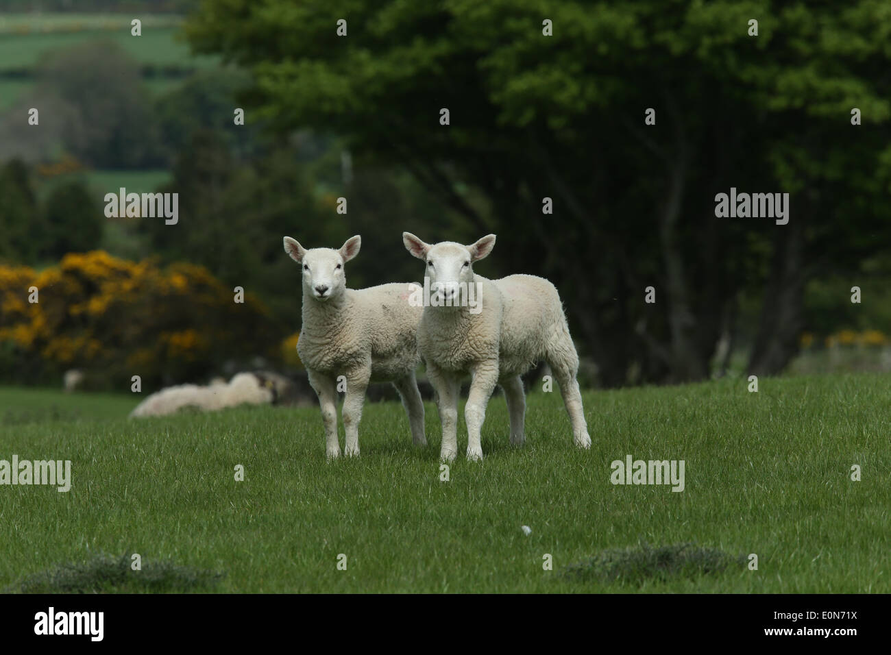 Image of lamb in a field in County Wicklow, Ireland during the spring ...