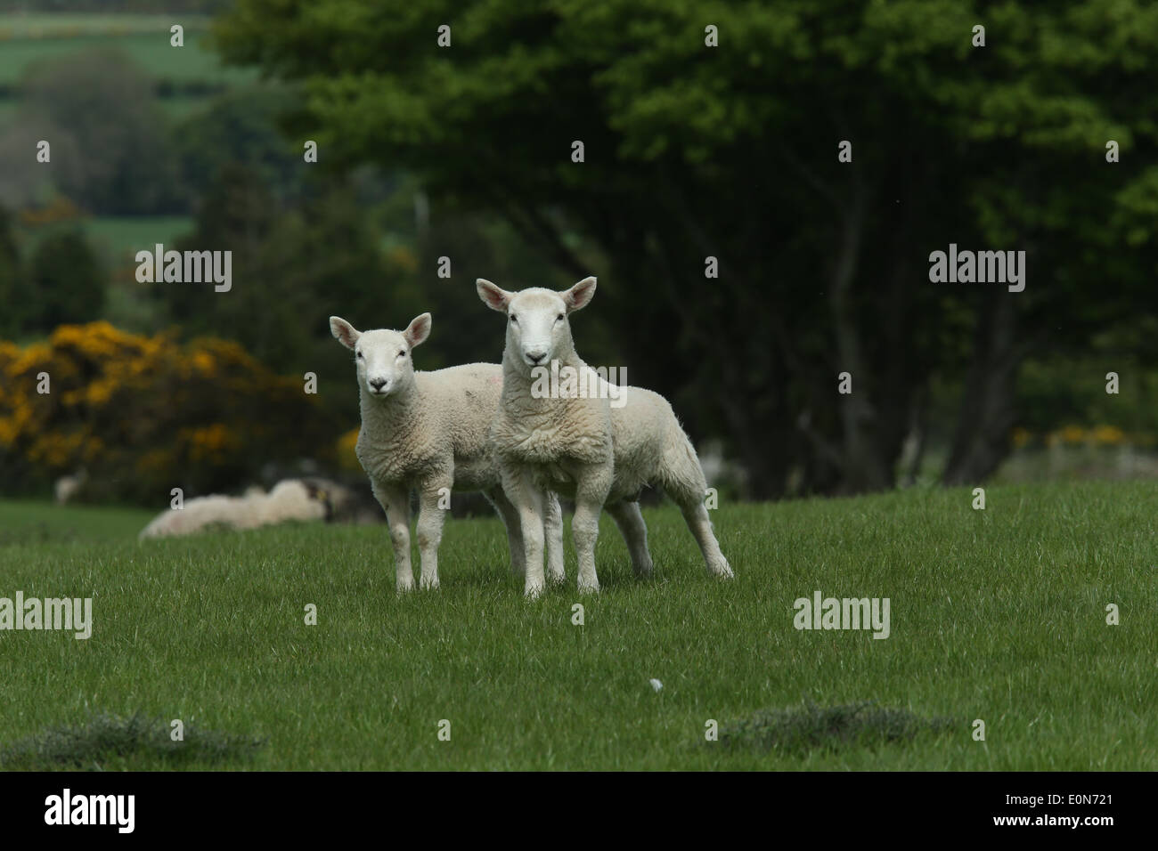 Image of lamb in a field in County Wicklow, Ireland during the spring ...