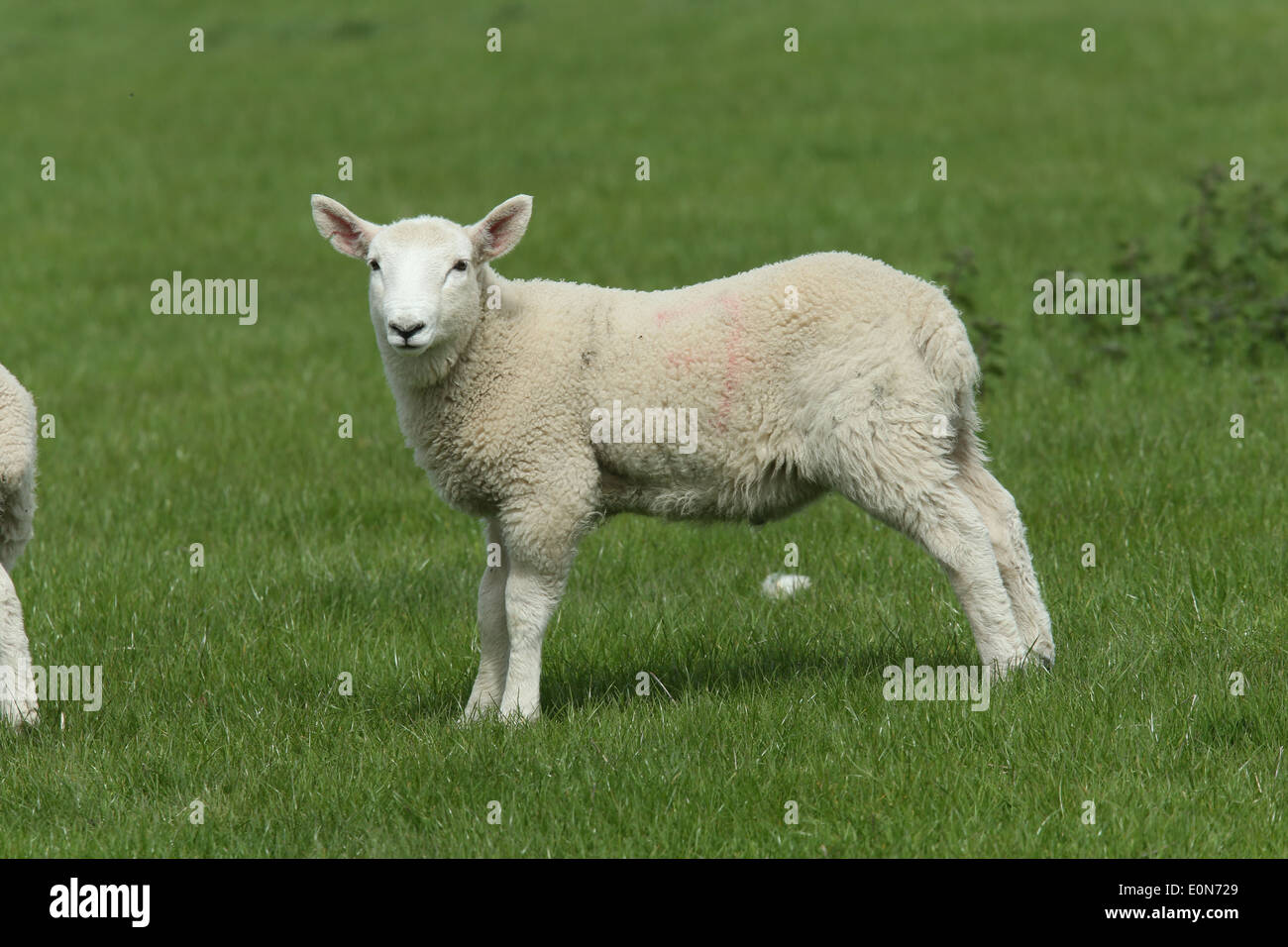 Image of lamb in a field in County Wicklow, Ireland during the spring ...