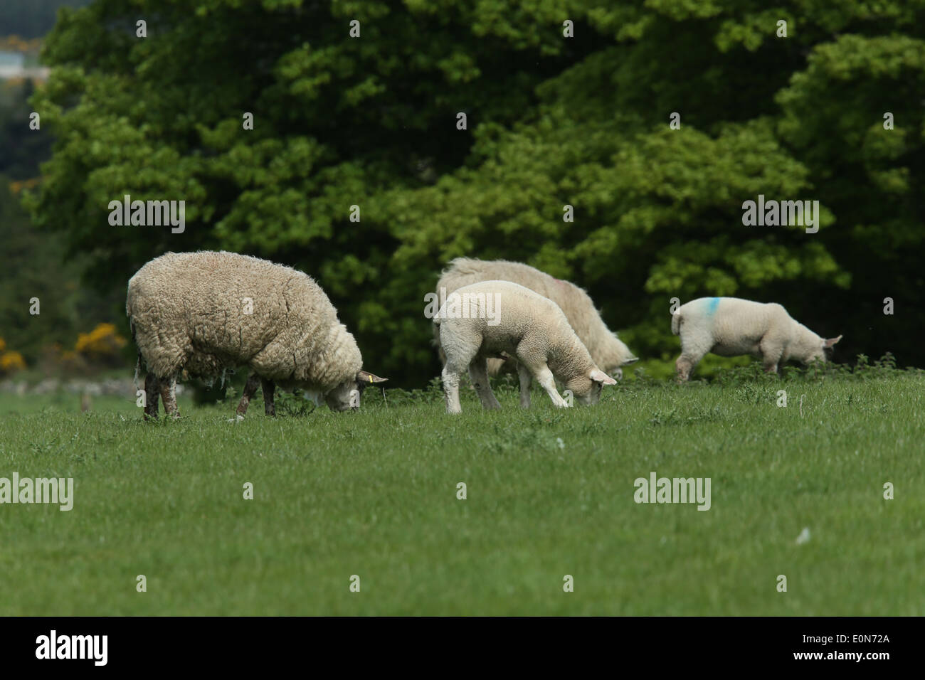 Image of lamb and sheep in a field in County Wicklow, Ireland during ...