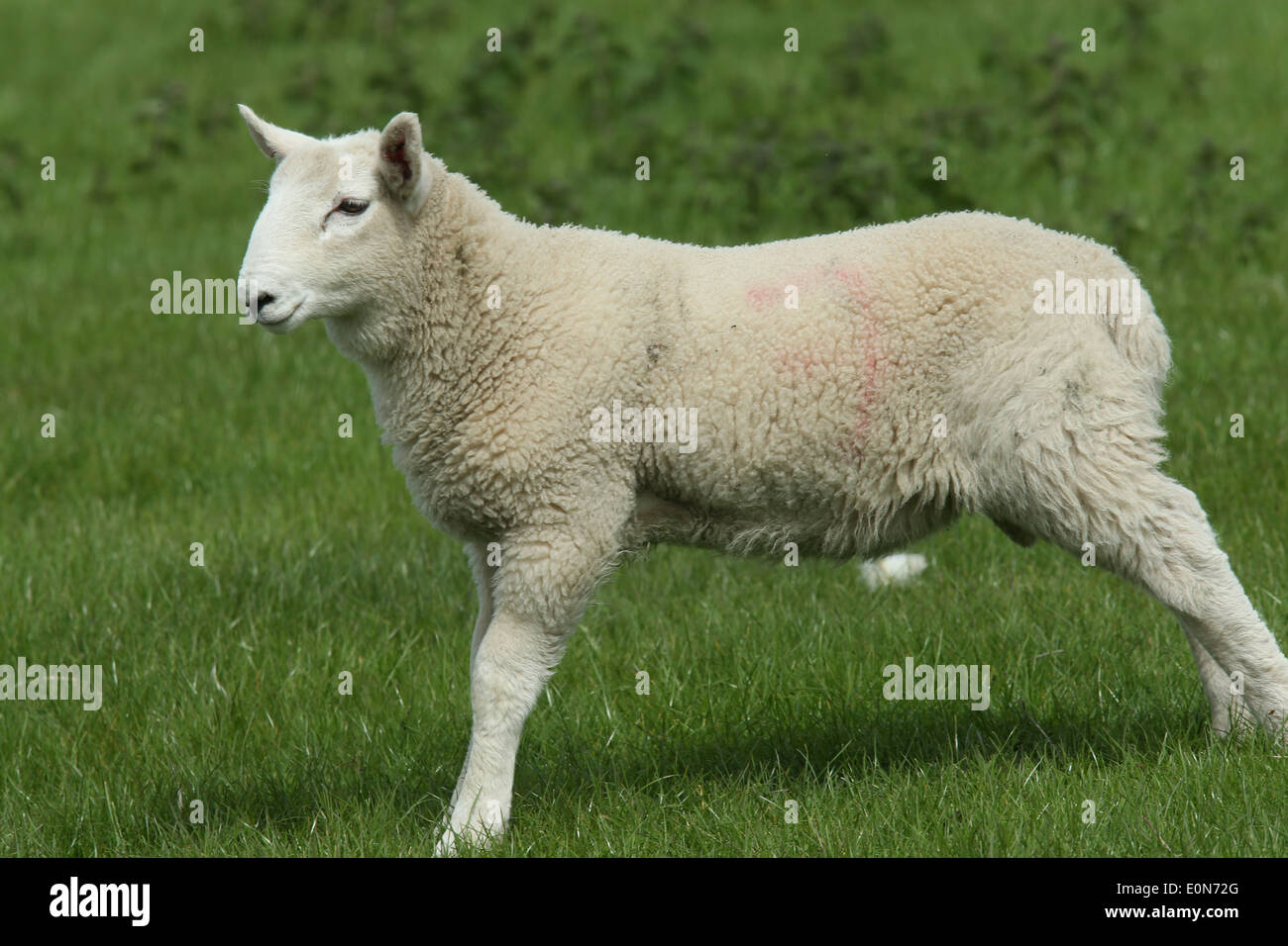 Image of lamb in a field in County Wicklow, Ireland during the spring ...