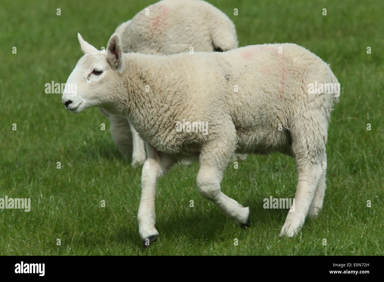 Image of lamb in a field in County Wicklow, Ireland during the spring ...
