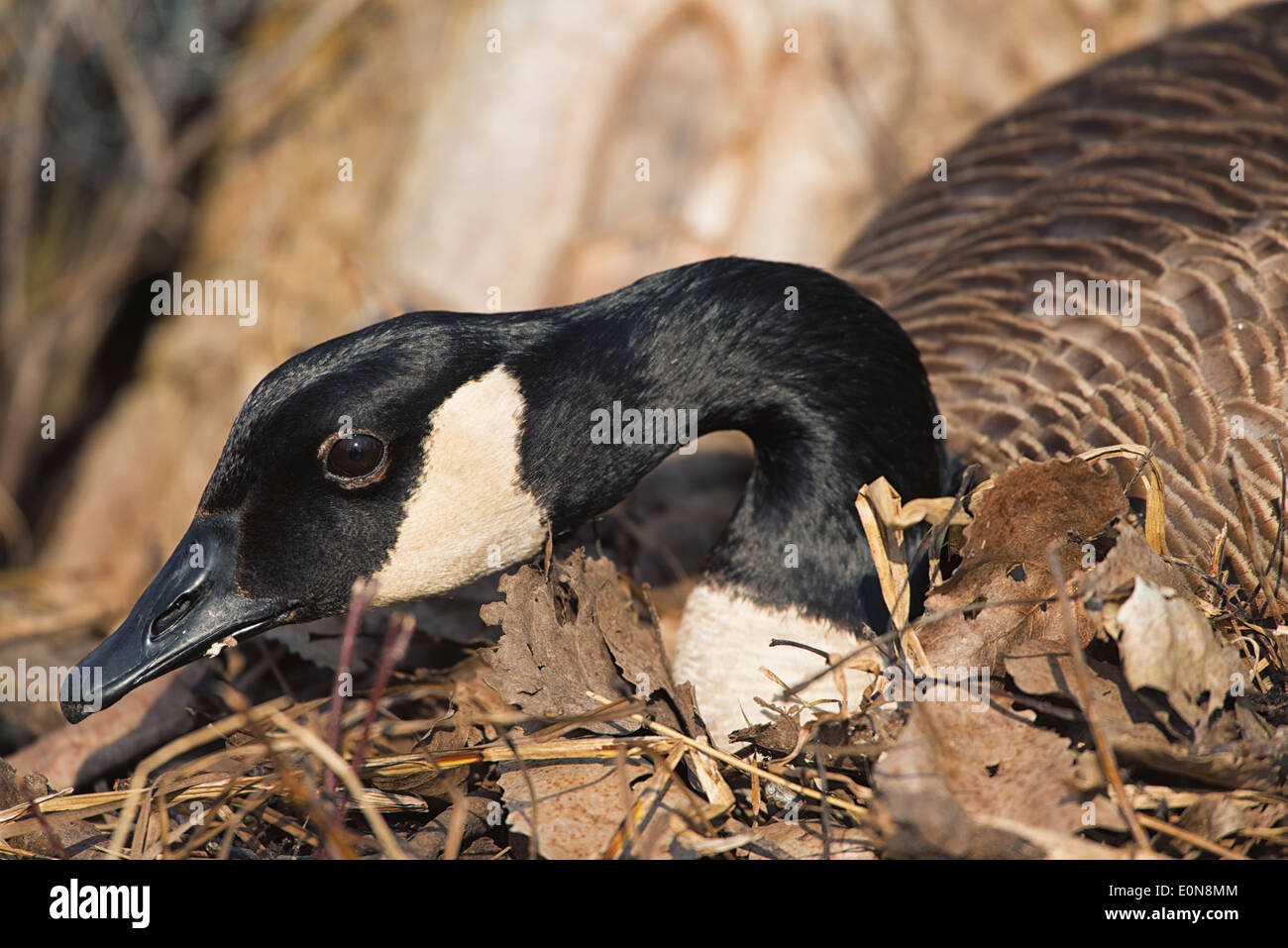 Female canada goose hi-res stock photography and images - Alamy