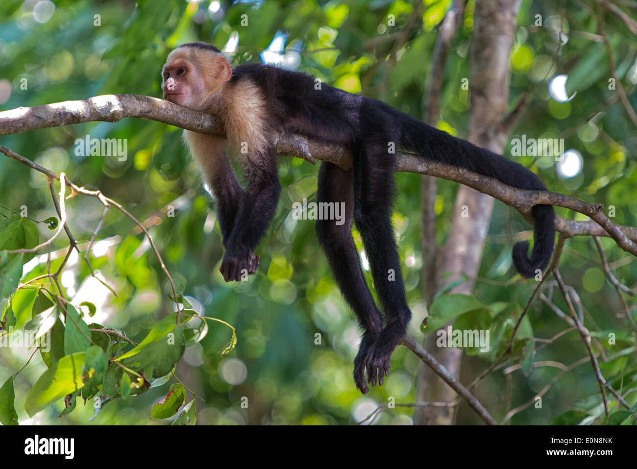 White headed Capuchin monkey lying on a branch in Manuel Antonio ...