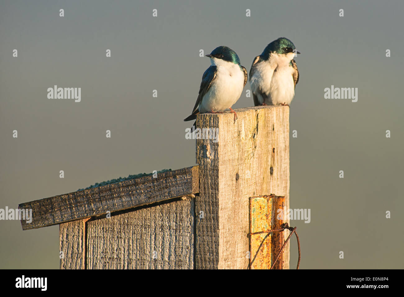 Mating Tree Swallows (Tachycineta bicolor) on a nesting box in Iroquois ...