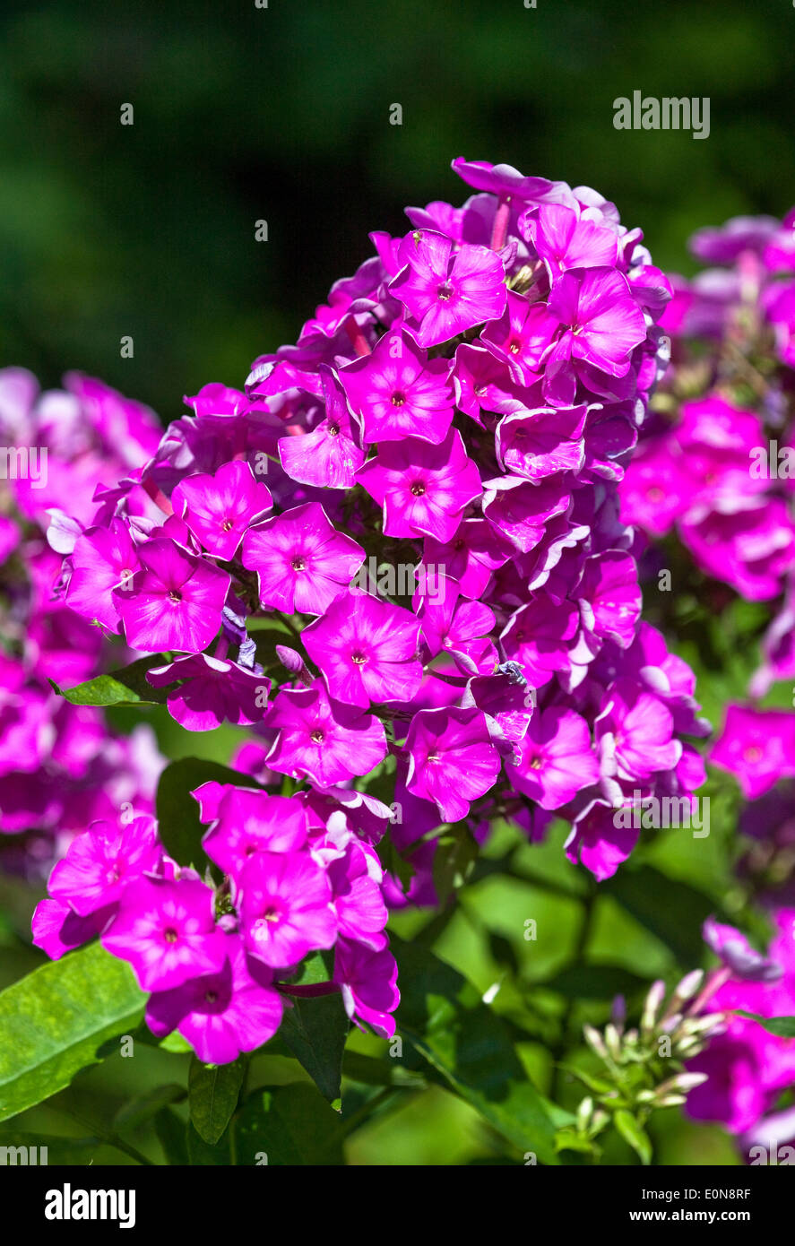 Phlox - Phlox Stock Photo - Alamy