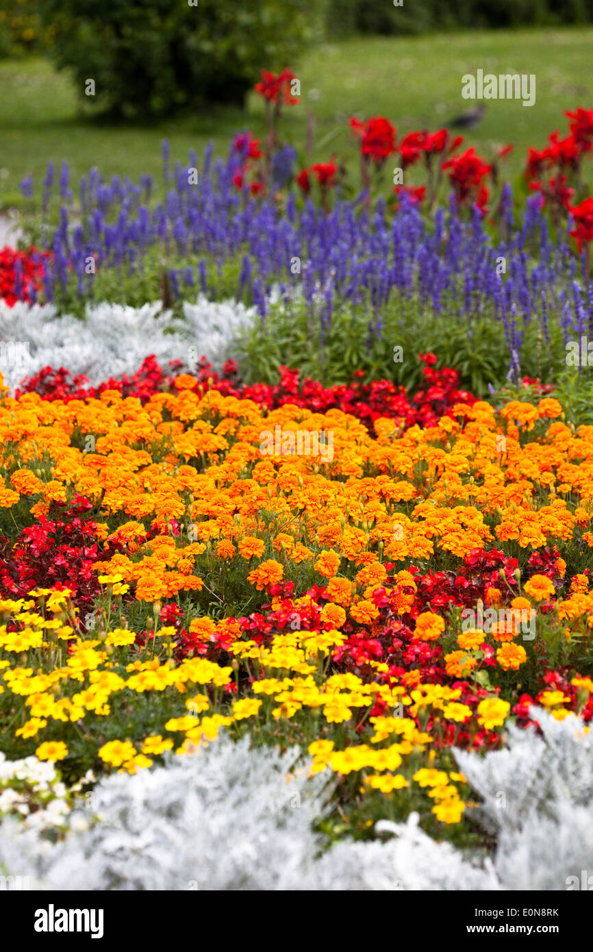 Beet flower hi-res stock photography and images - Alamy