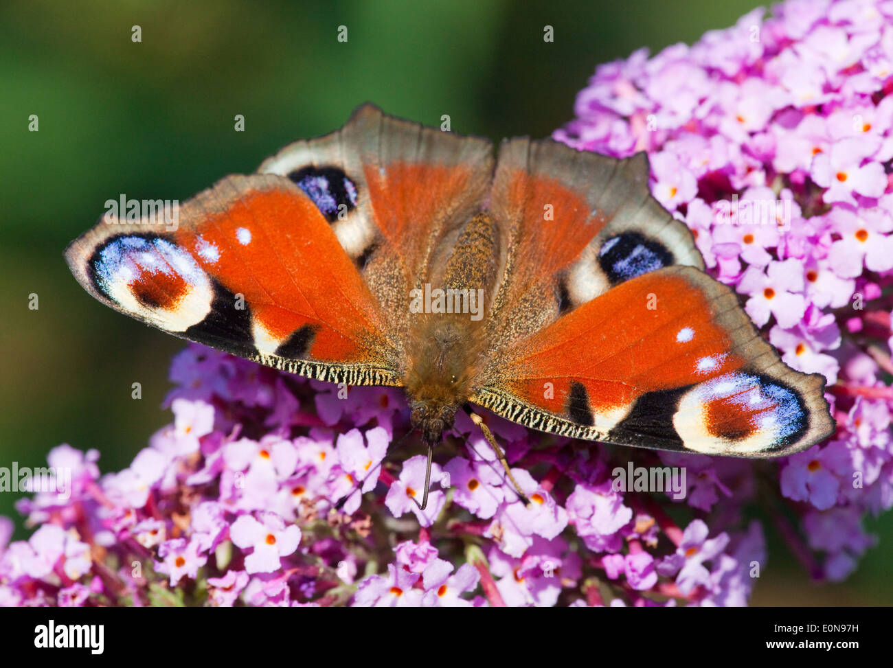 Tagpfauenauge (Inachis io) - European Peacock butterfly (Inachis io ...