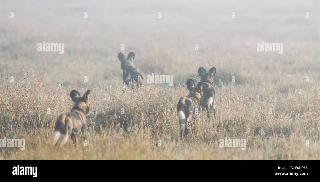 African Wild Dog Pack Hunting at Evelyn Saltsman blog