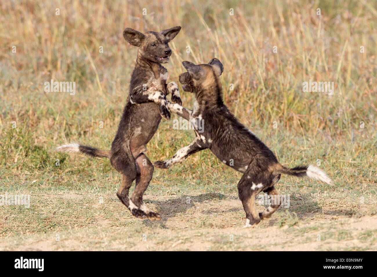 Wild dog africa, den hi-res stock photography and images - Alamy