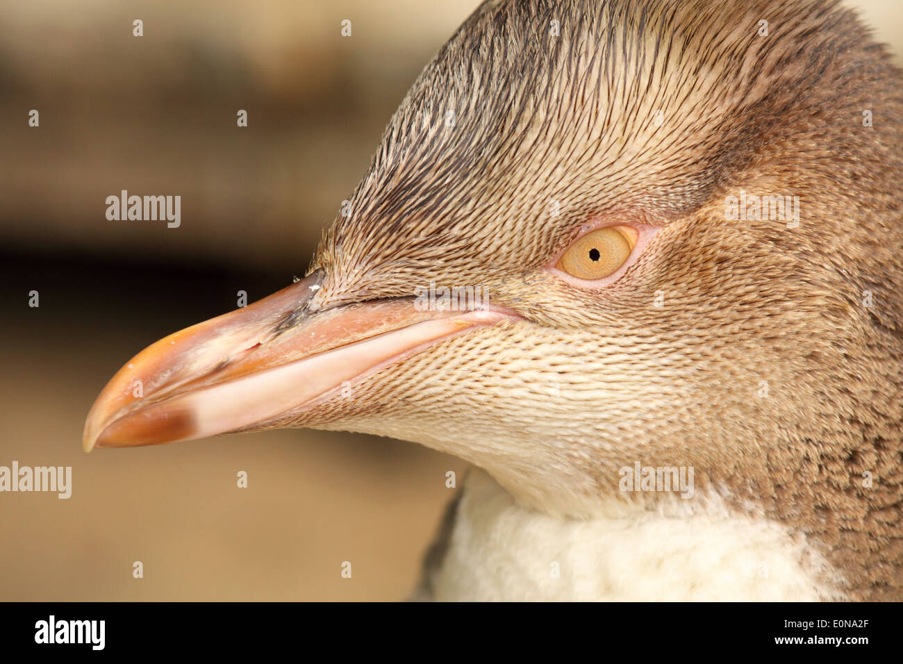 Hoiho penguin hi-res stock photography and images - Alamy