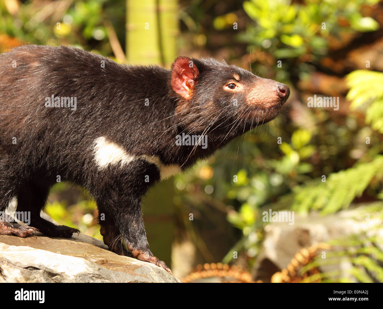 Tasmanian devil hi-res stock photography and images - Alamy