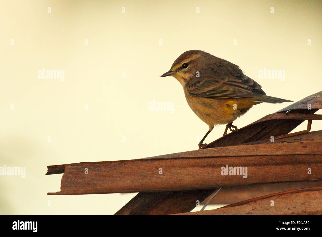 Hunched bird hi-res stock photography and images - Alamy