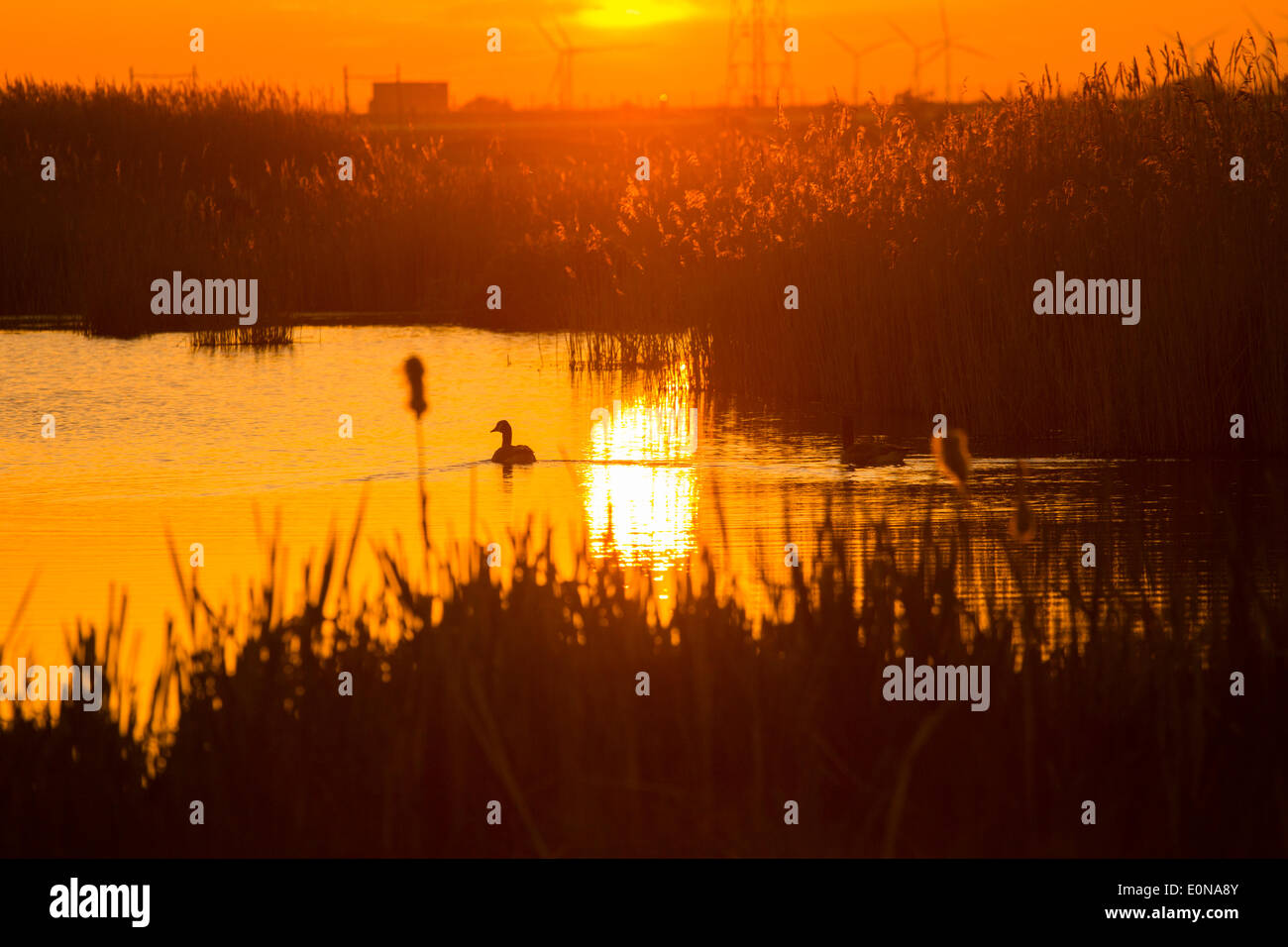 Saltholme rspb reserve hi-res stock photography and images - Alamy