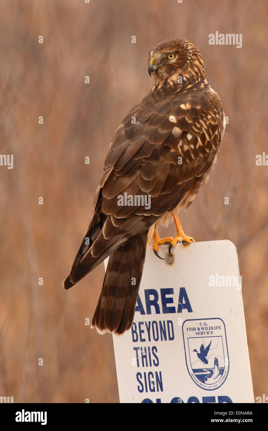 Female northern harrier hi-res stock photography and images - Alamy