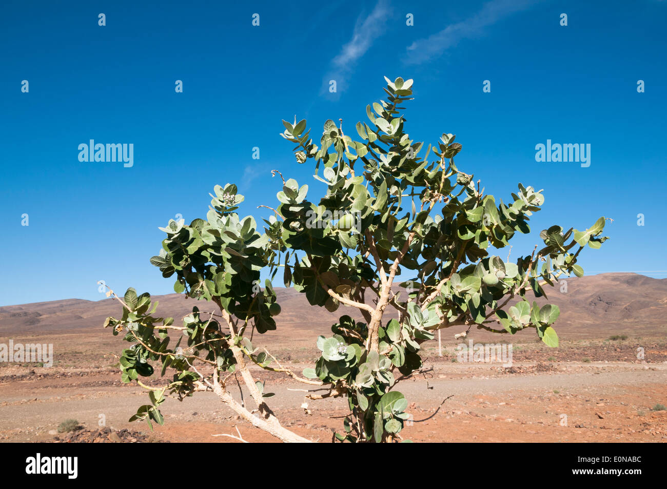 Tree, Morocco, Africa Stock Photo - Alamy