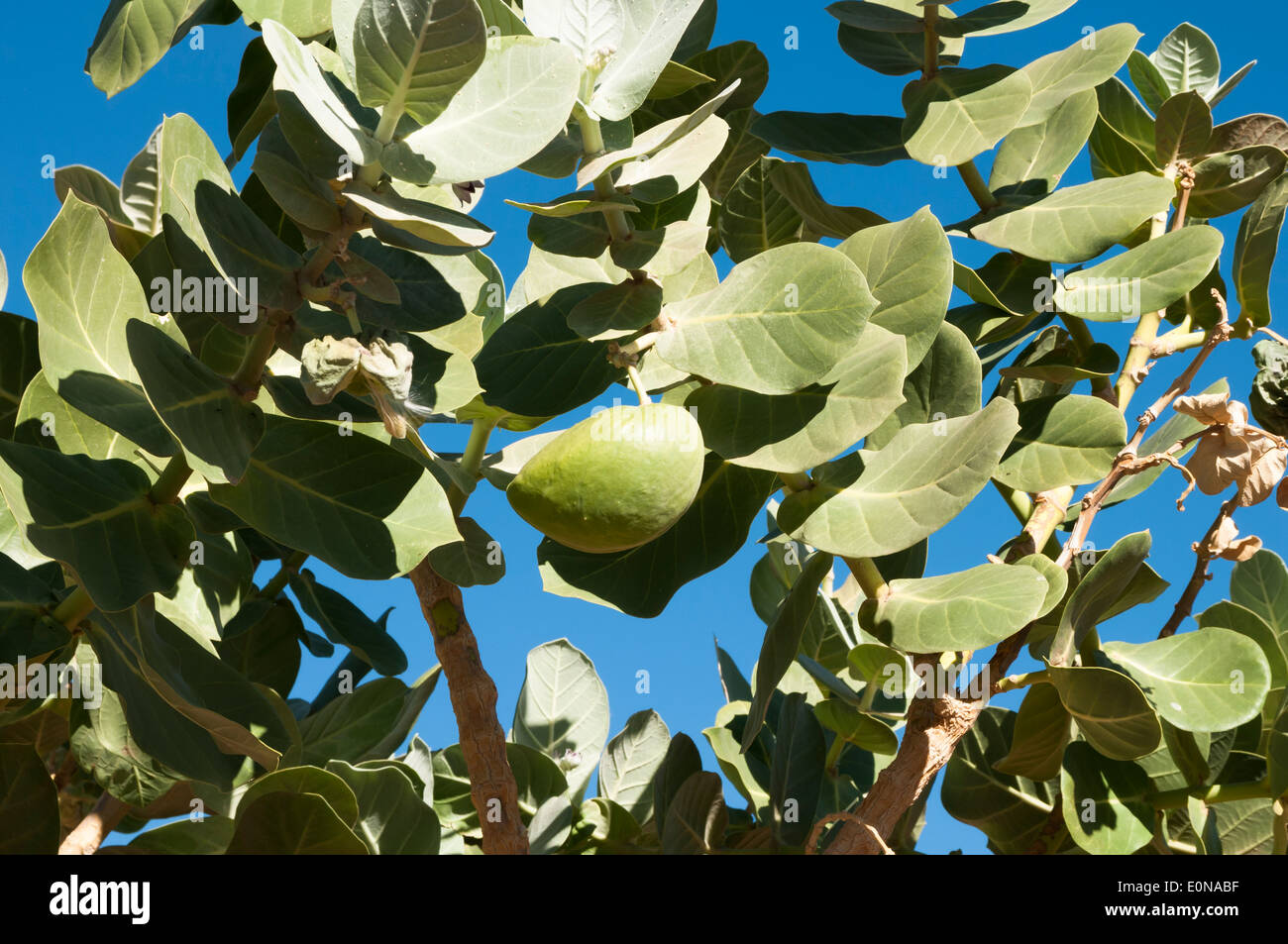 Tree, Morocco, Africa Stock Photo - Alamy