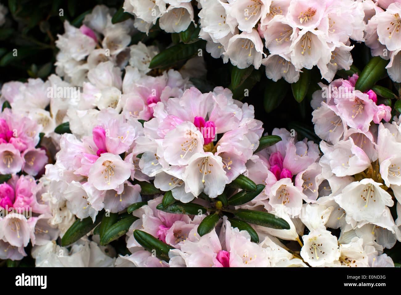 Rhododendron pink white flowers hi-res stock photography and images - Alamy