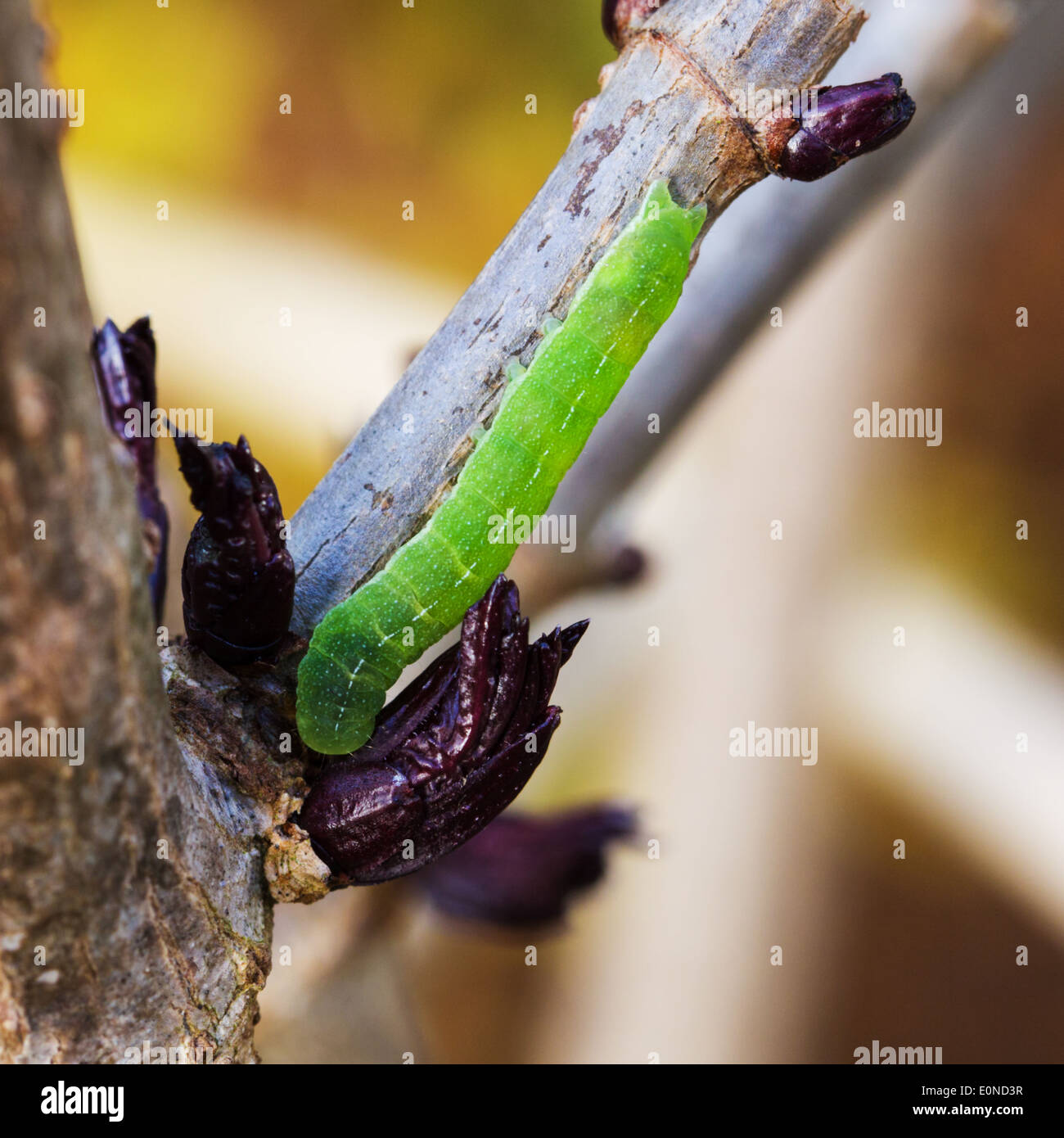 Green moth hi-res stock photography and images - Alamy