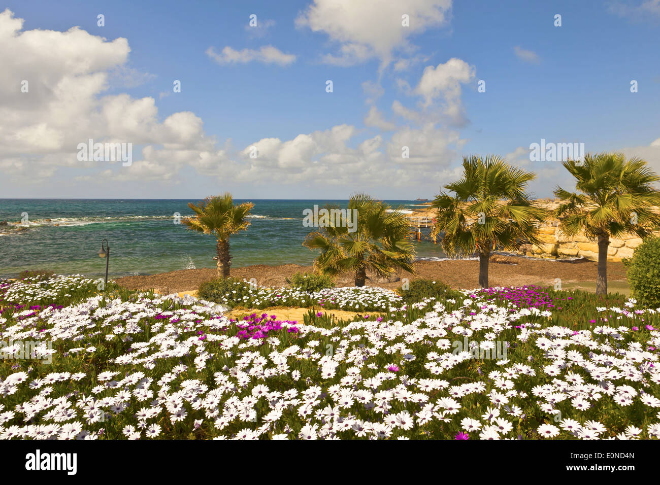 Seaside landscape with pink and white flowers on the island of Cyprus ...