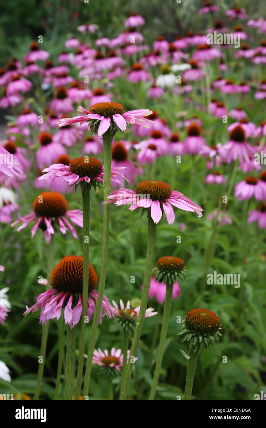 Purple Cone Flowers Stock Photo - Alamy