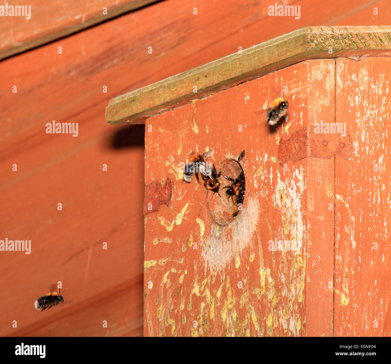 The tree bee. Invasive non-native species. INNS. Tree bumblebee ...