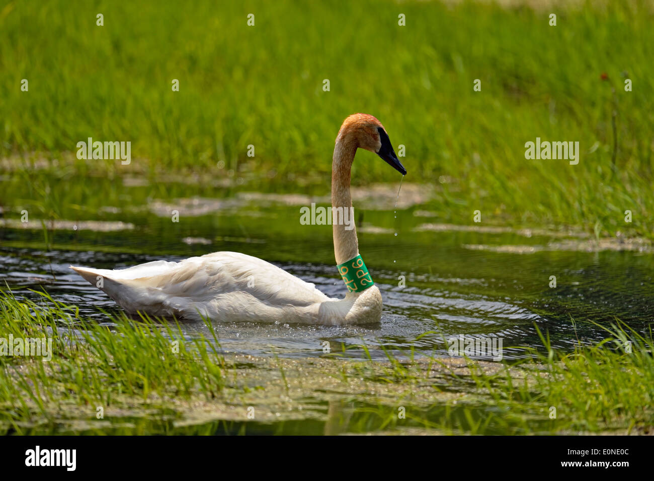 Trumpeter swan (Cygnus buccinator) Banded specimen swimming in a summer ...