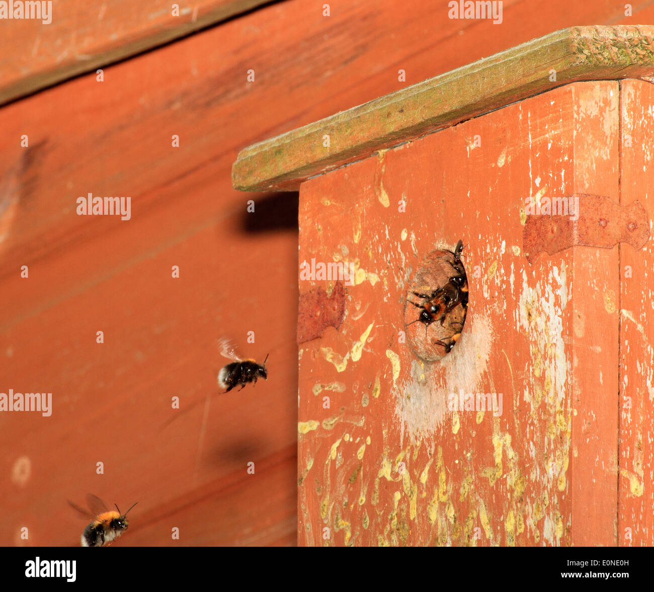 The tree bee. Invasive non-native species. INNS. Tree bumblebee ...
