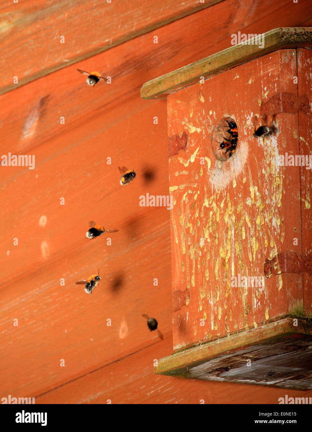 The tree bee. Invasive non-native species. INNS. Tree bumblebee ...