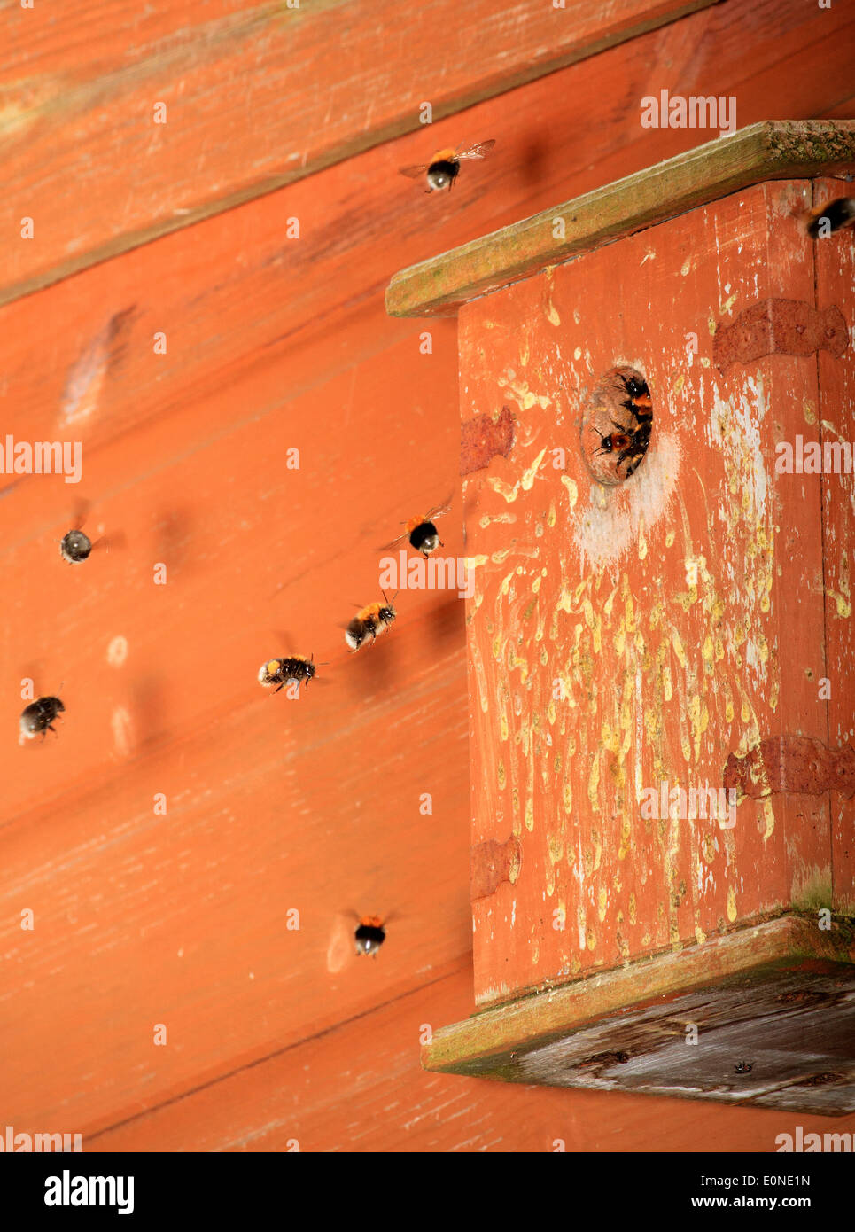 The tree bee. Invasive non-native species. INNS. Tree bumblebee ...