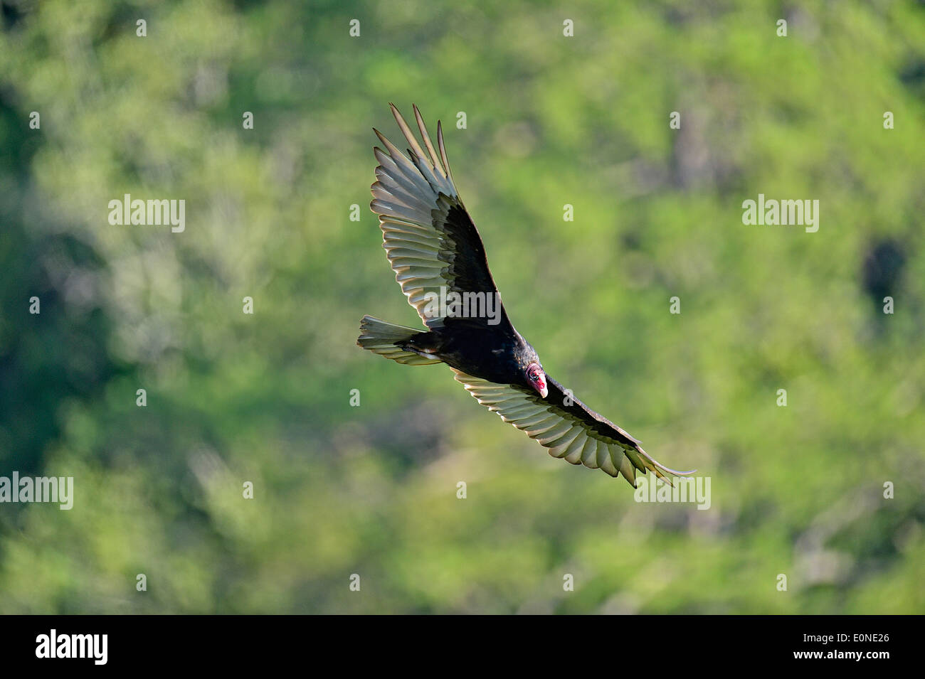 Turkey Vulture (Cathartes aura) soaring, Petit Jean State Park ...