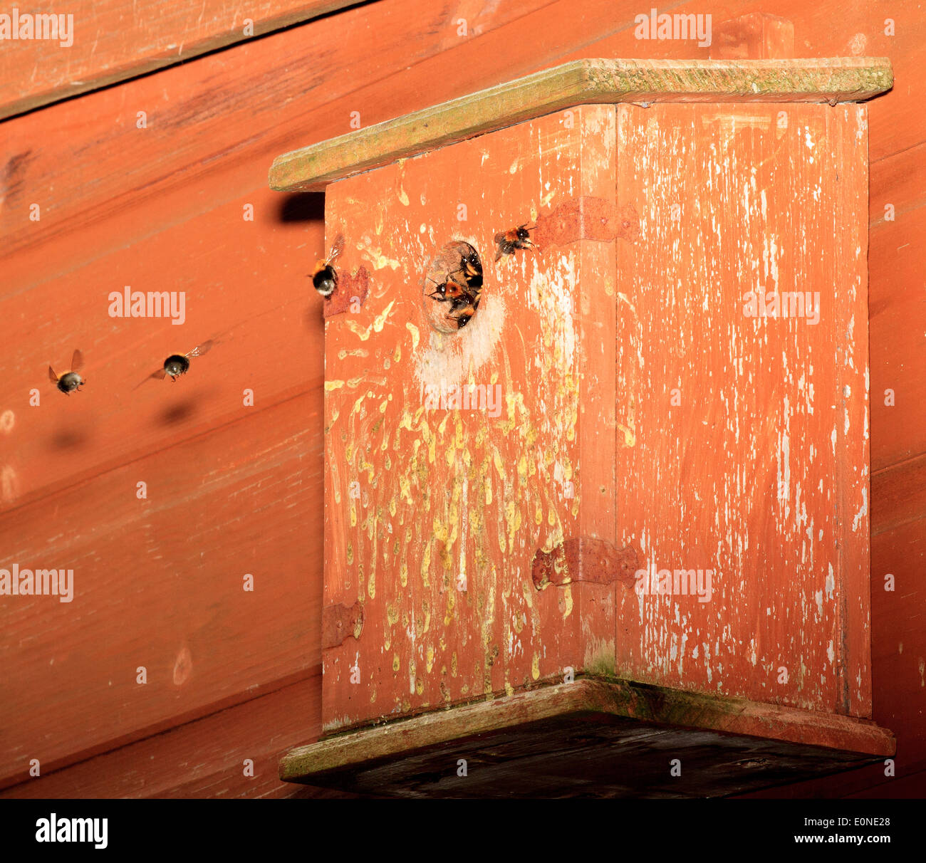 The tree bee. Invasive non-native species. INNS. Tree bumblebee ...