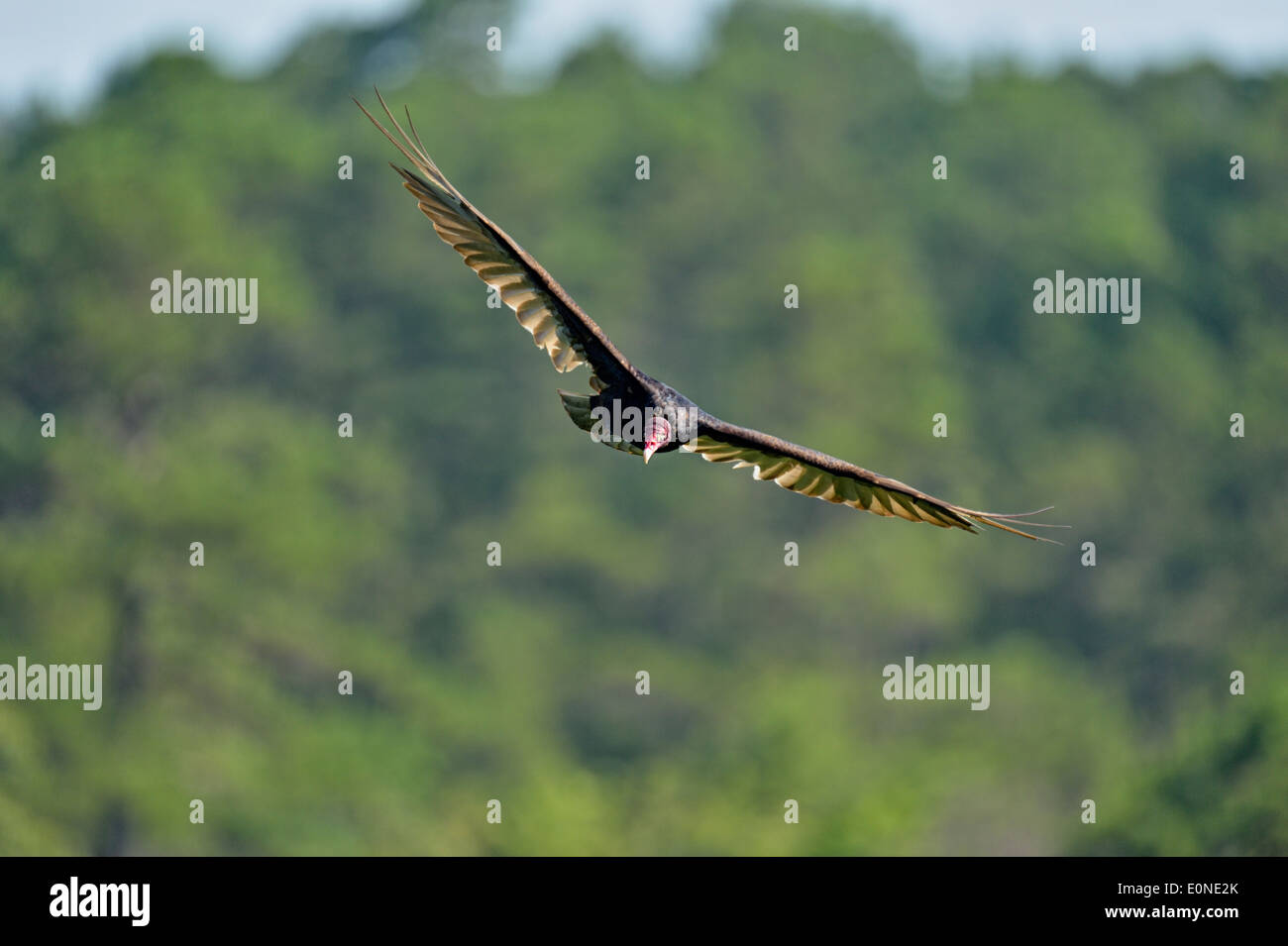 Aura colors hi-res stock photography and images - Alamy