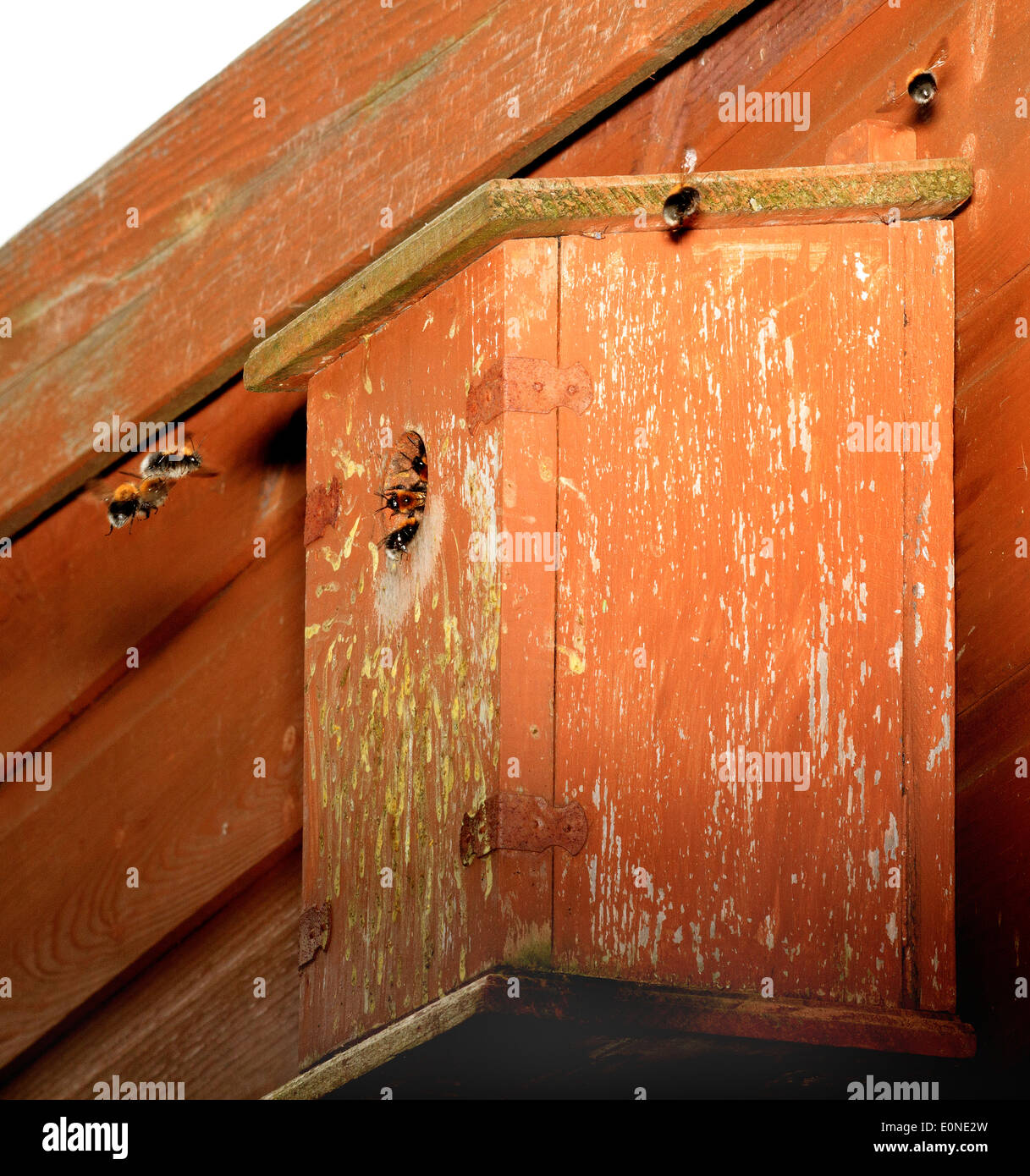 The tree bee. Invasive non-native species. INNS. Tree bumblebee ...