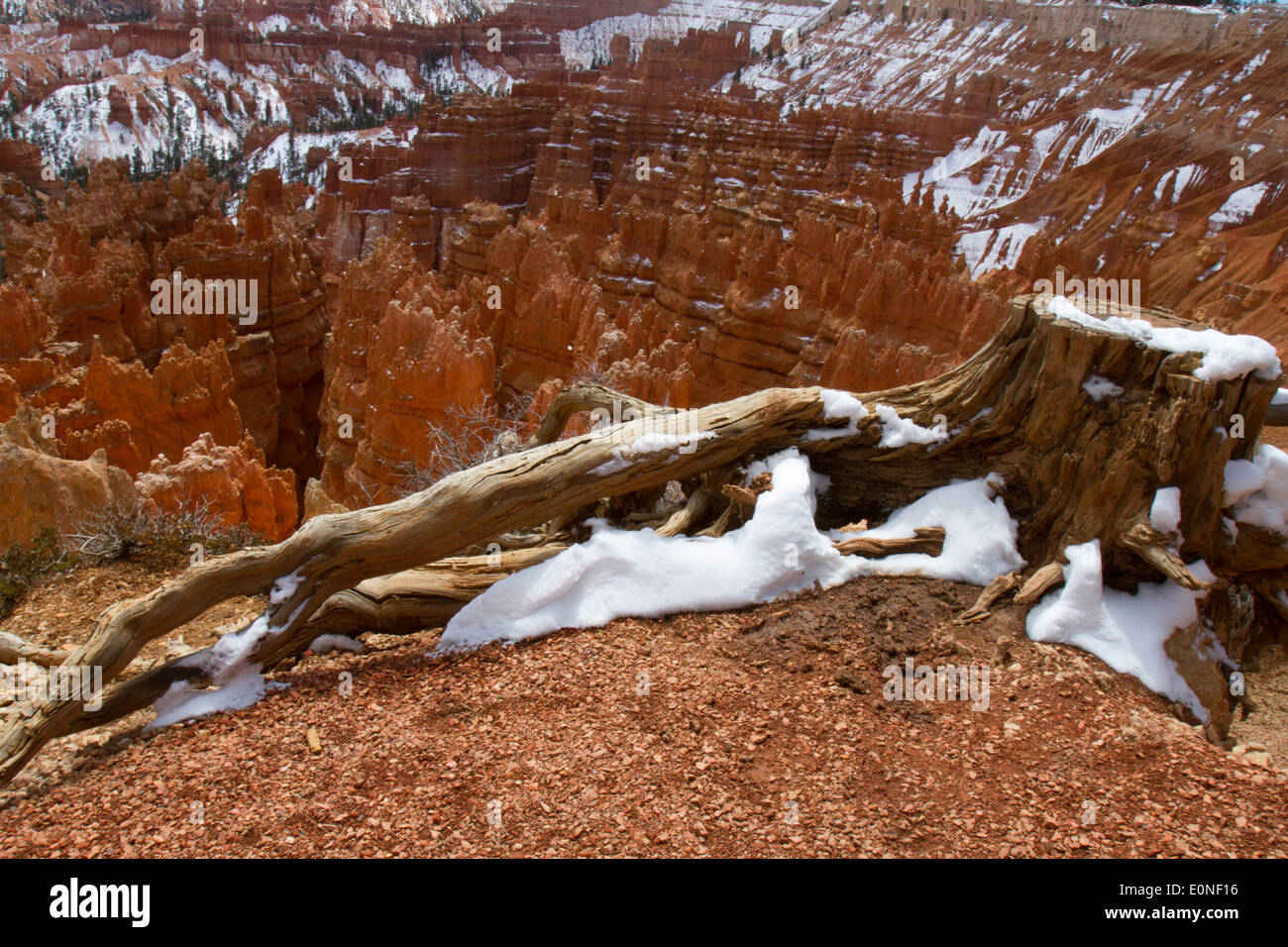 Tree stump in front of the iconic hoodoo rock formations in Bryce ...