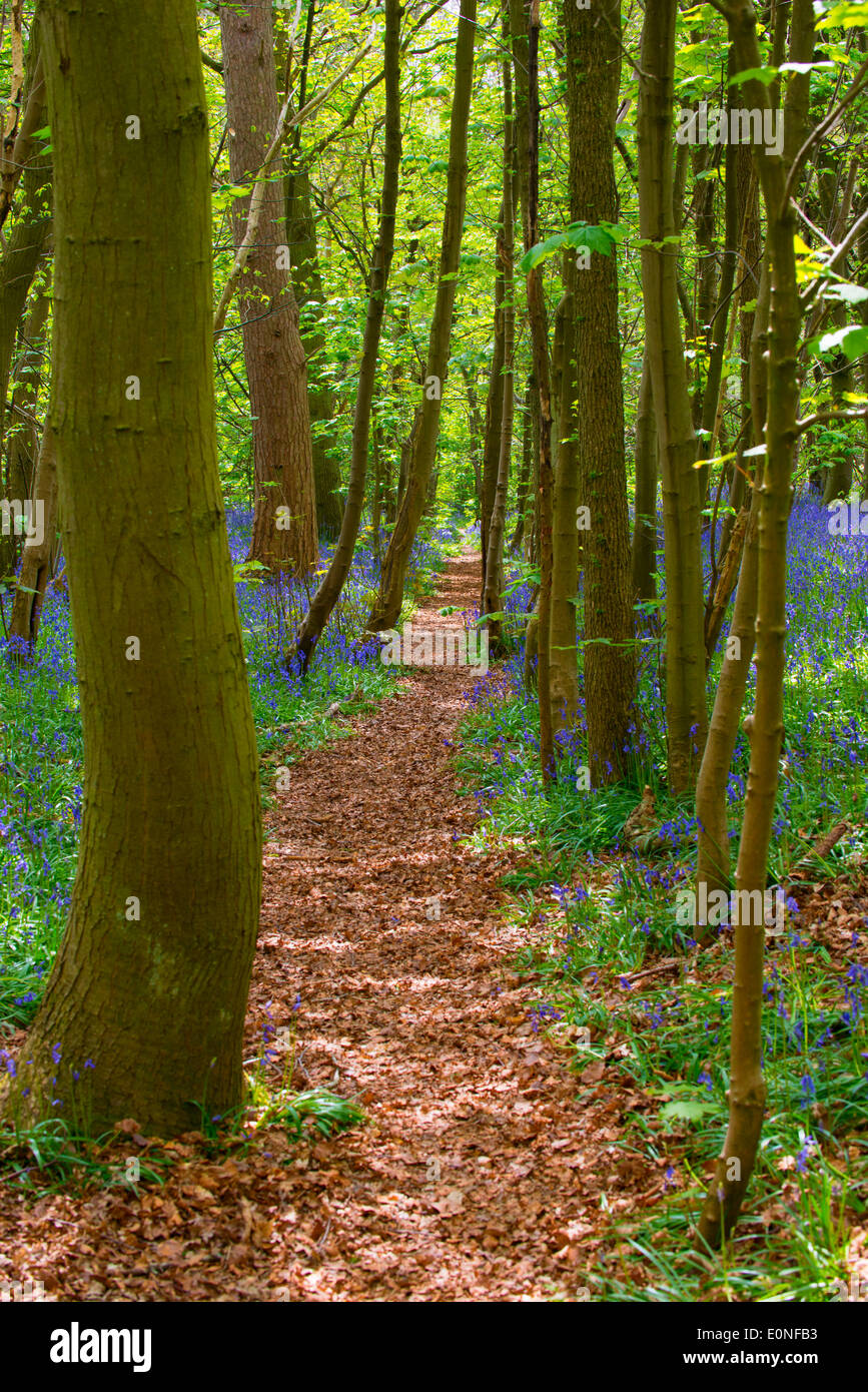 A path leading through a bluebell wood, Worfield, Shropshire, England ...