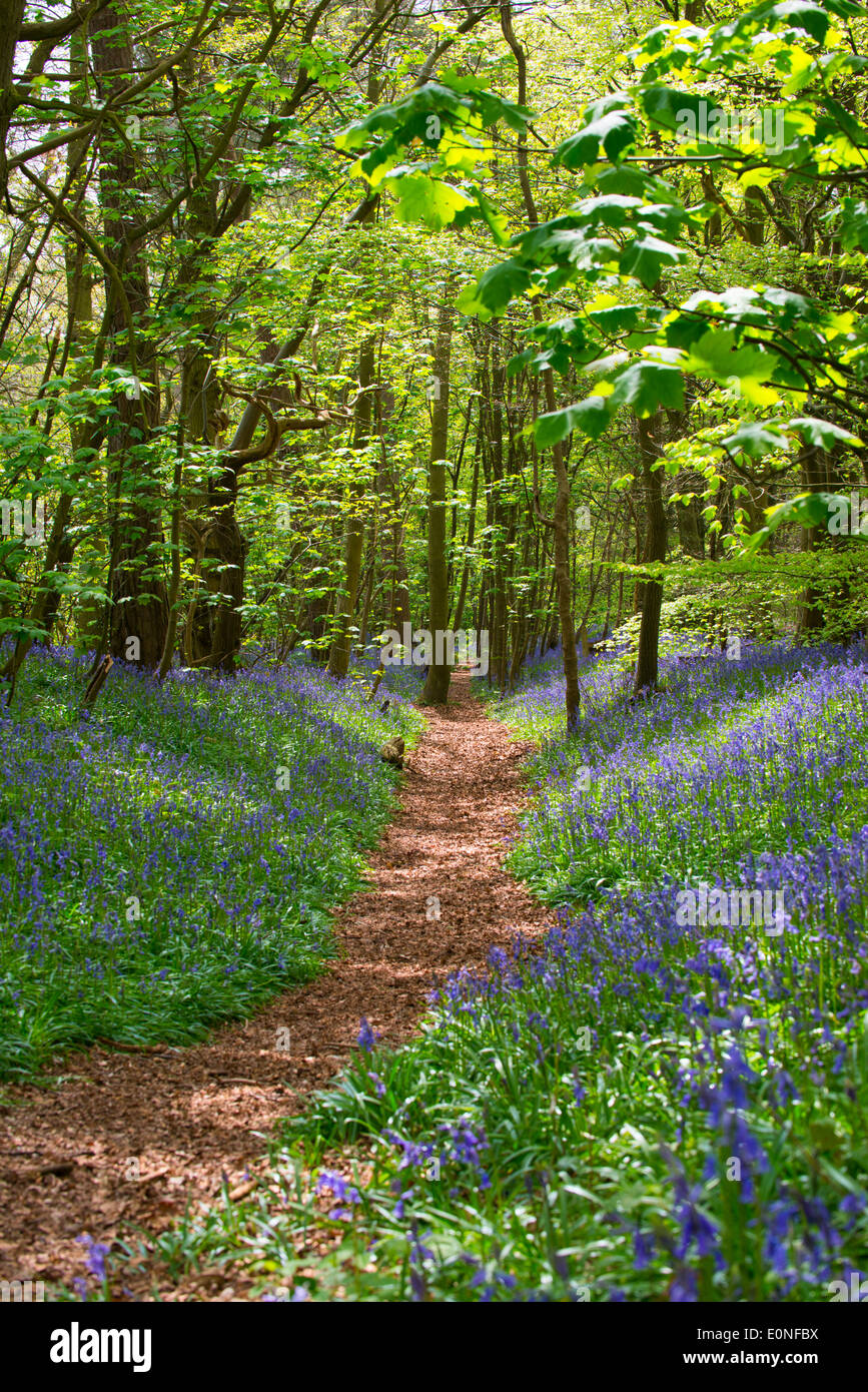 A path leading through a bluebell wood, Worfield, Shropshire, England ...