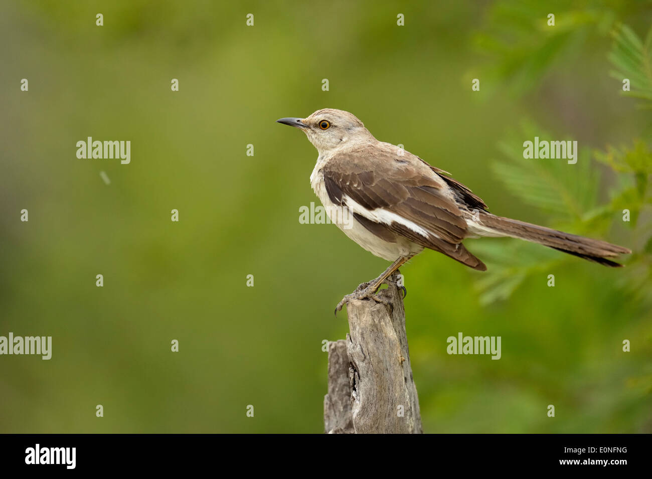 Texas mockingbird hi-res stock photography and images - Alamy