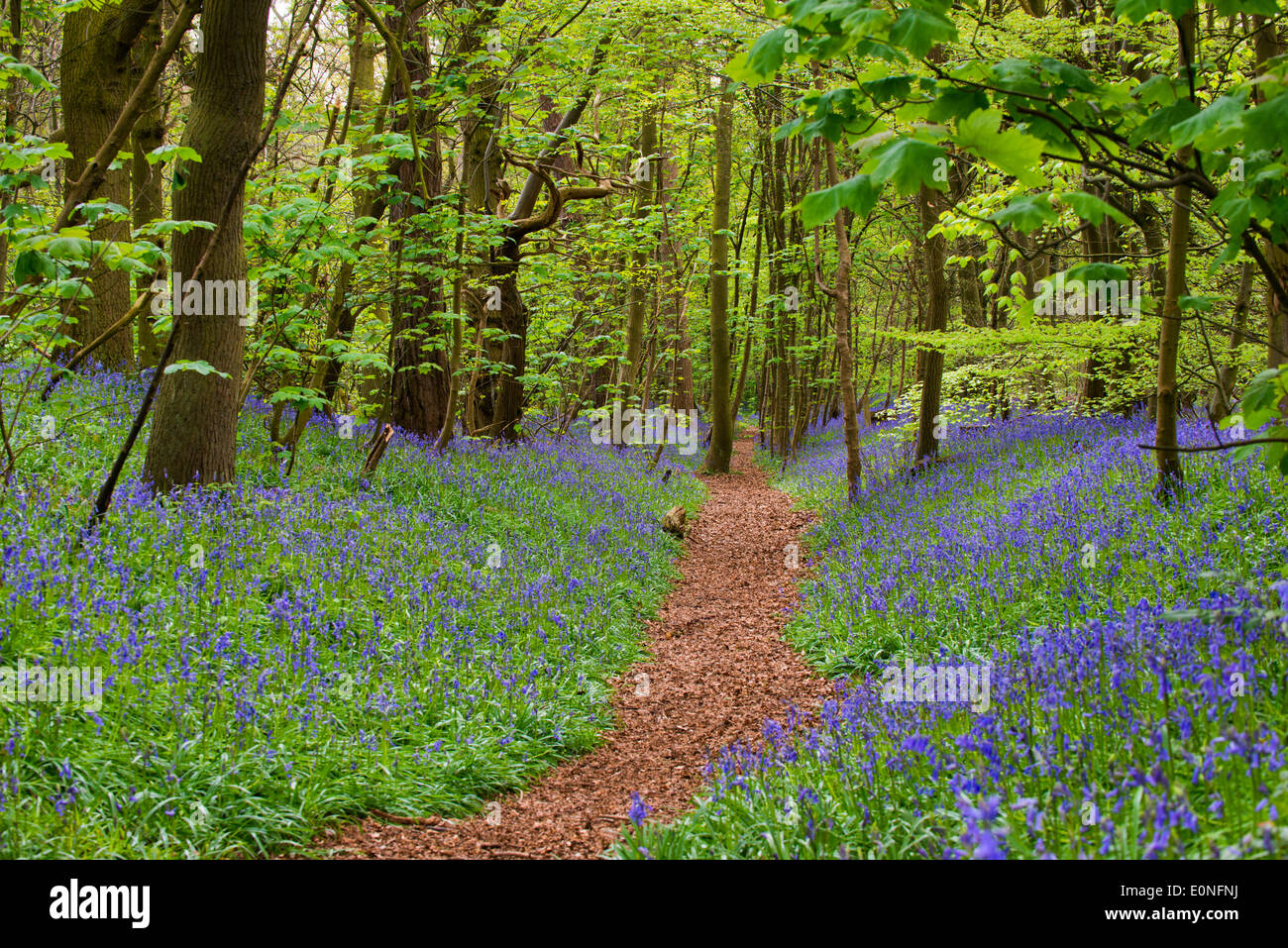 Path Through Bluebell Wood High Resolution Stock Photography and Images ...