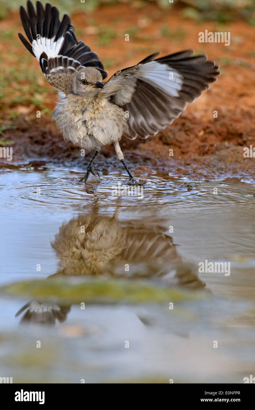 Juvenile northern mockingbird hi-res stock photography and images - Alamy