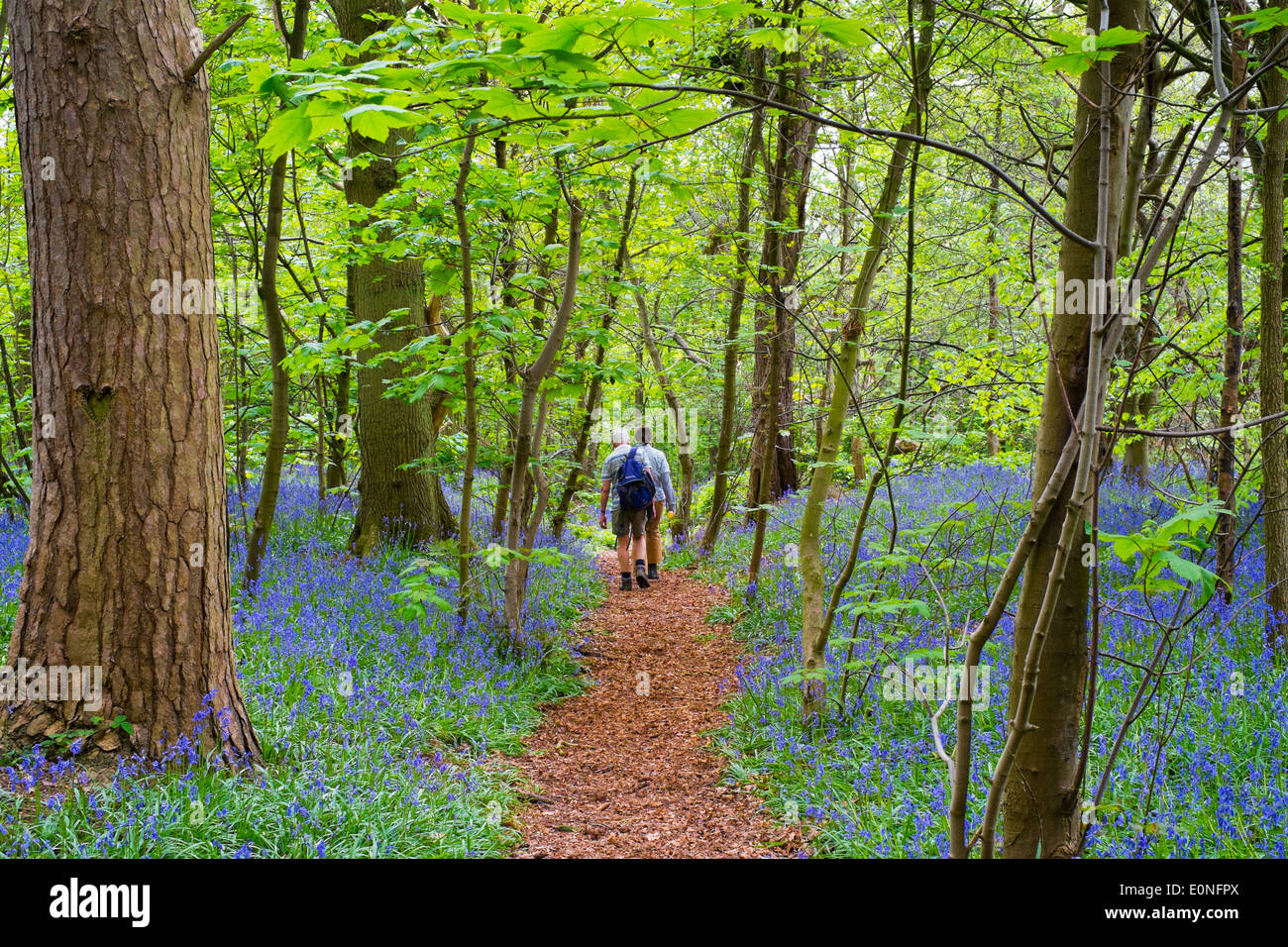 Walkers on woodland path hi-res stock photography and images - Alamy