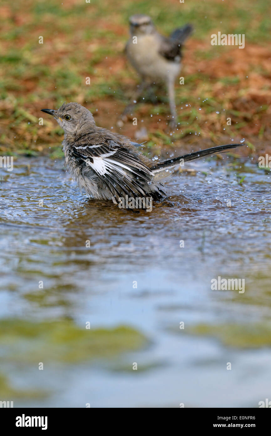 Juvenile Mockingbird