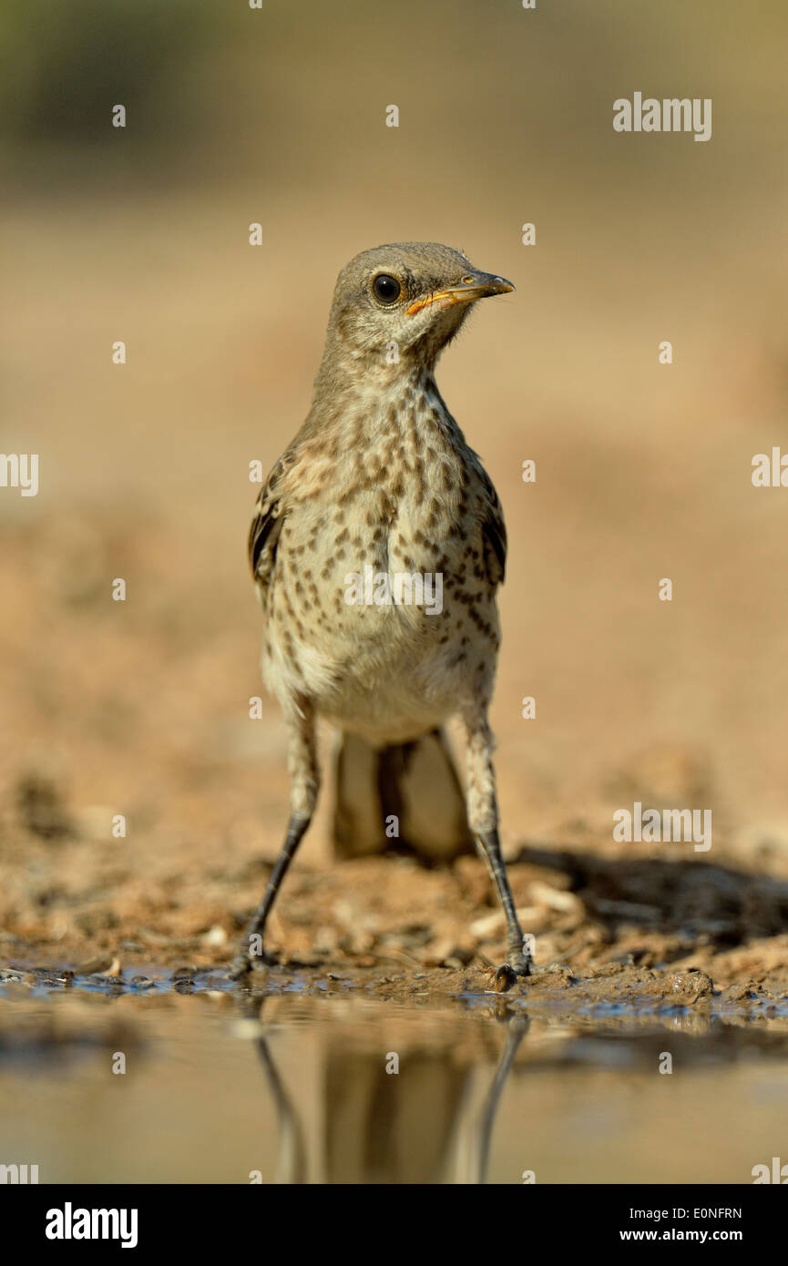Animals and birds in desert ecosystem hi-res stock photography and ...