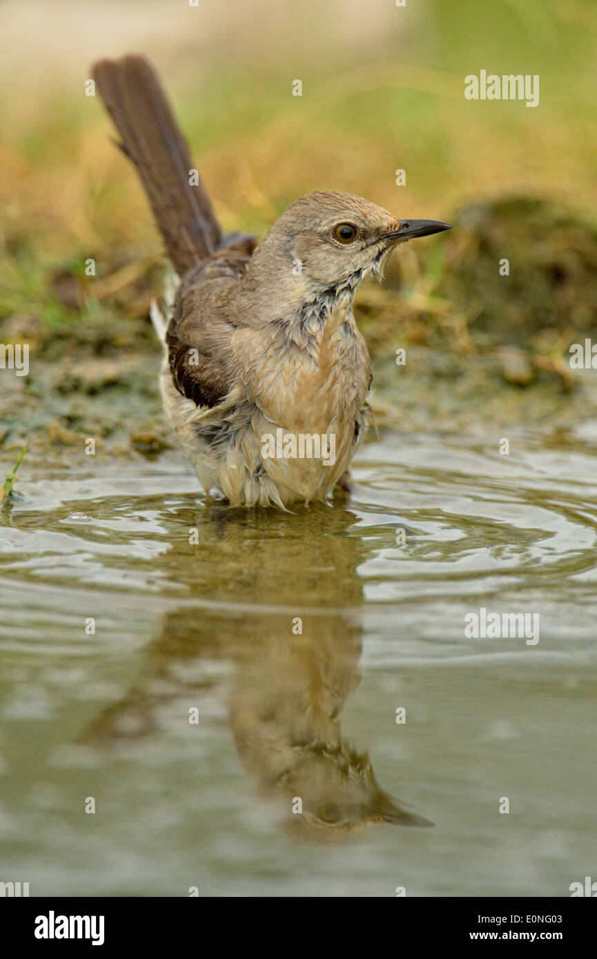 Animals and birds in desert ecosystem hi-res stock photography and ...