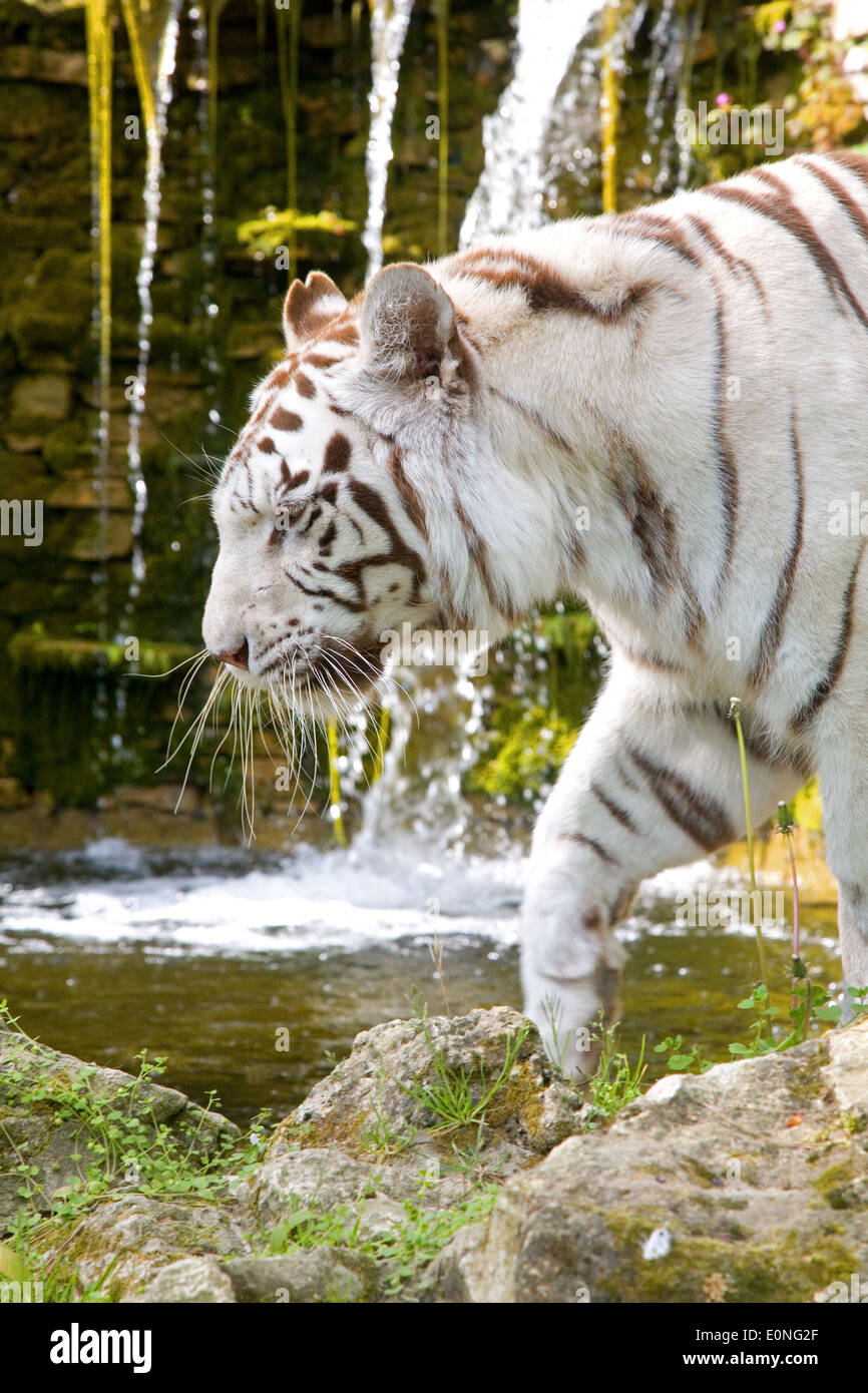 White Bengal Tiger at the source Stock Photo - Alamy