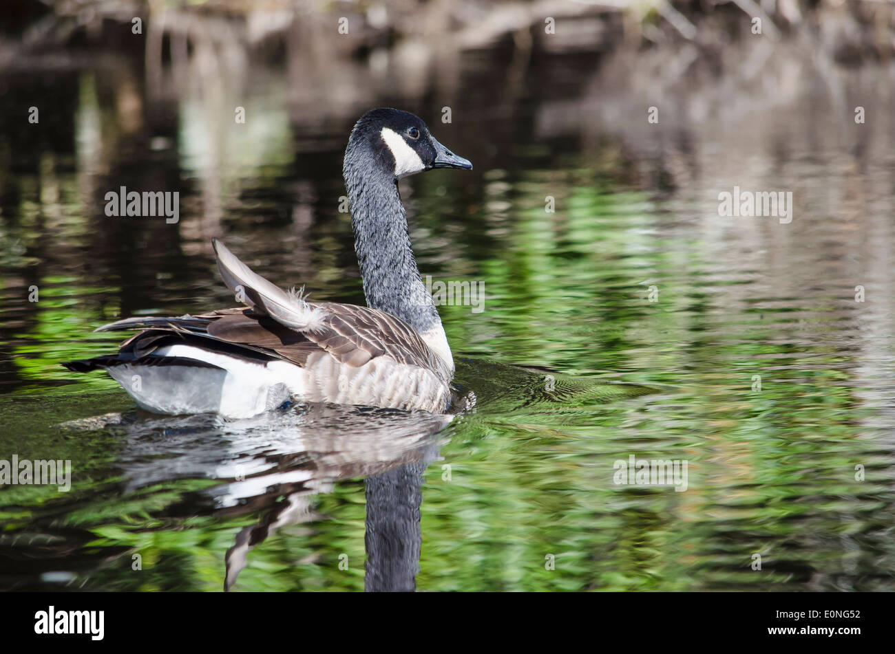Goose Swimming Stock Photos & Goose Swimming Stock Images - Alamy