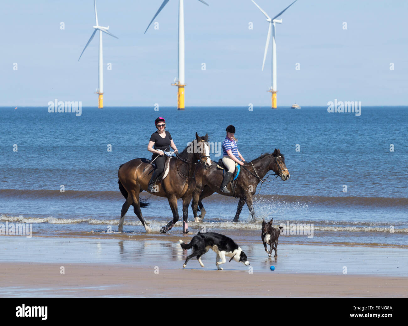 Redcar, England, UK. 17th May 2014. Walking the dog. Blue skies and ...